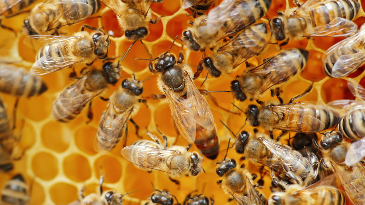 Queen Bees — Dancing Bee Equipment USA