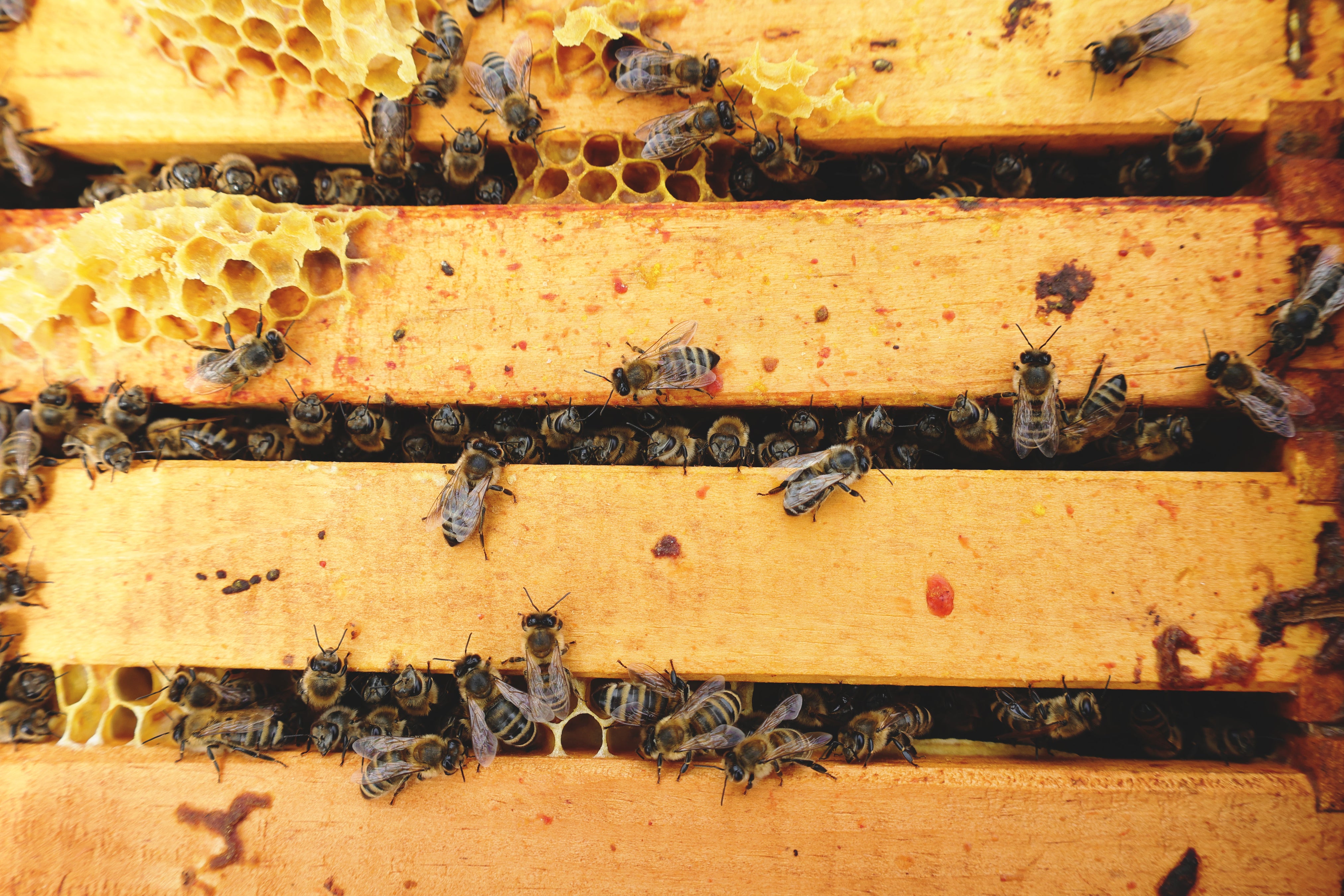 Dancing Bee Equipment USA